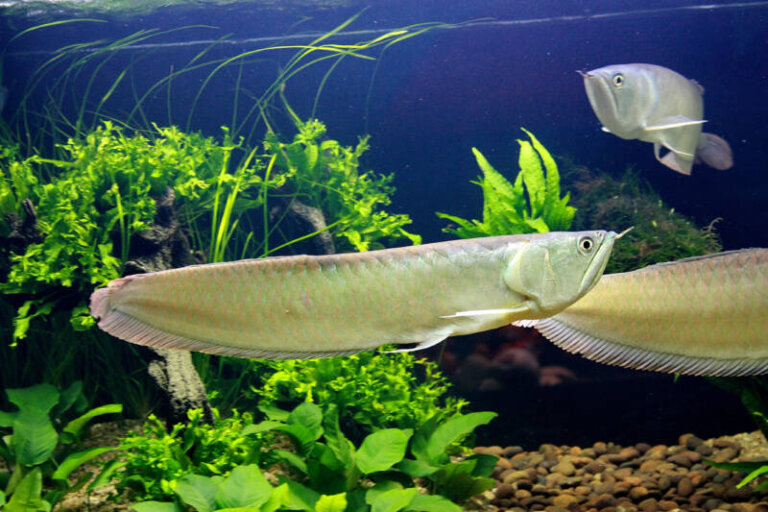 Silver Arowana Care Guide: Tank Setup, Diet, and Breeding Tips