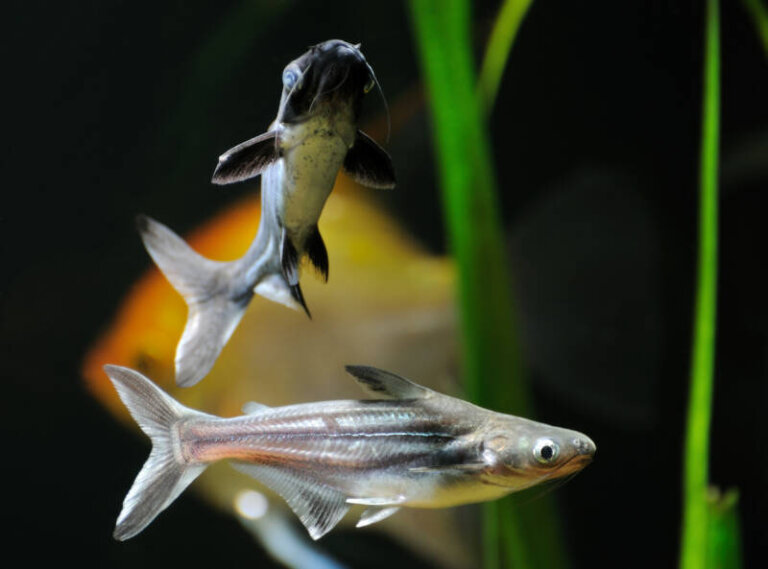 Iridescent Shark Care: Tank Size, Behavior & Lifespan