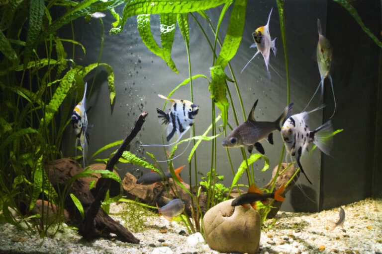 25+ Colorful & Peaceful Angelfish Compatible Tank Mates (All Sizes)