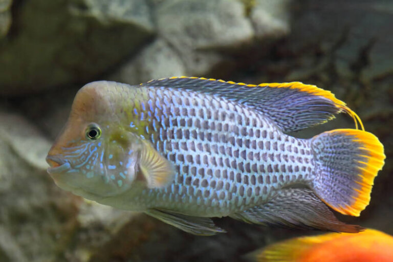 25+ Colorful & Peaceful Angelfish Compatible Tank Mates (All Sizes)