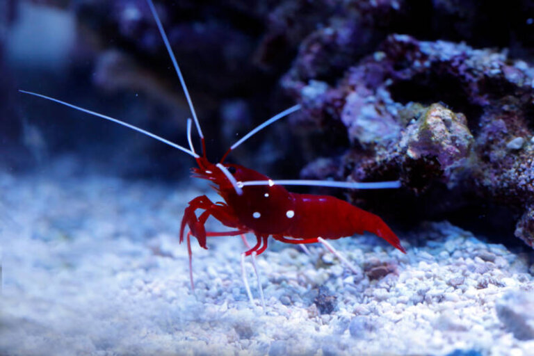 Cleaner Shrimp Care Guide: Tank Setup, Diet, and Breeding Tips