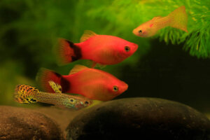Platy Fish Care Guide: Tank Setup, Diet & Breeding Tips