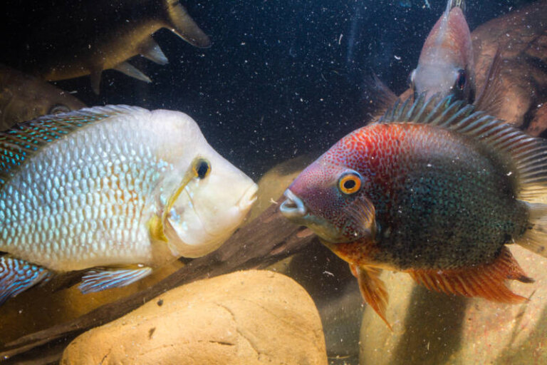 Severum Cichlid Care: The "Poor Man's Discus