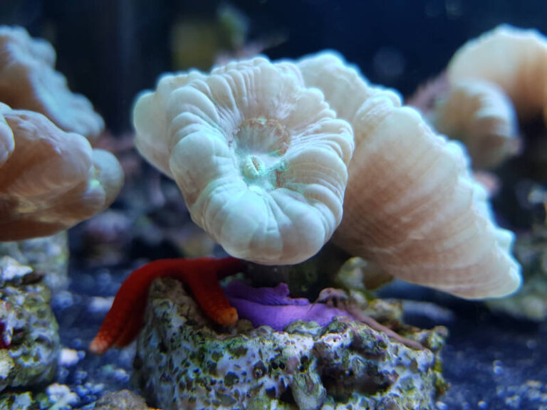 Candy Cane Coral Care Guide: Tank Setup, Feeding, and Tips