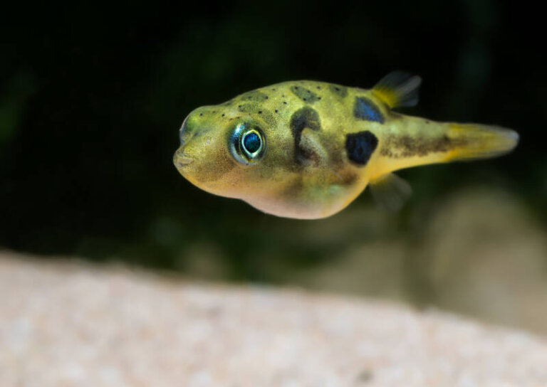 Pea Puffer Care Guide: Tank Setup, Diet & Best Tank Mates