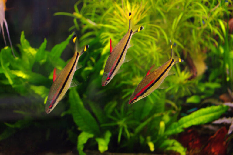 Roseline Shark Care Guide Tank Setup And Breeding Tips 3097