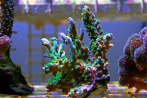 Frag Tank Setup Guide: Tips for Growing Coral Frags