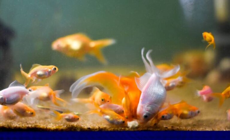 Homemade Fish Food Recipes: DIY Diets for Healthy Fish