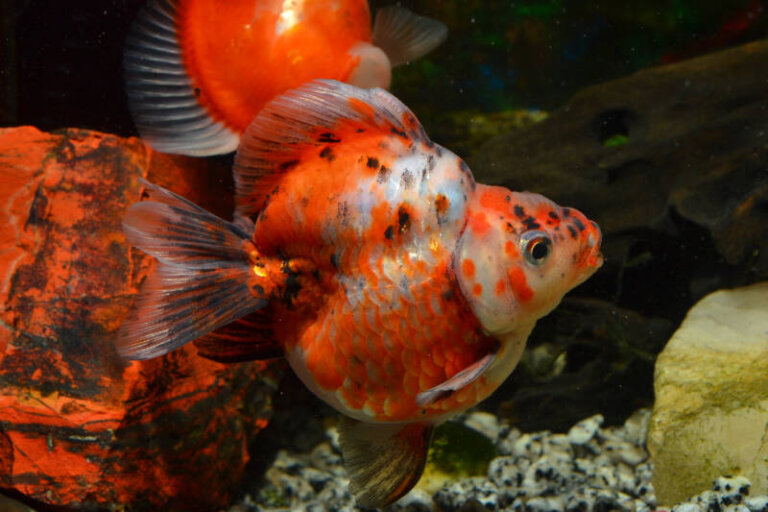Ryukin Goldfish: Care, Lifespan, and Tank Mates