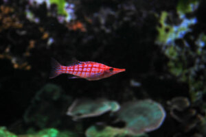 Longnose Hawkfish Care Guide: Tank Setup, Diet & Behavior