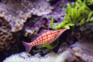 Longnose Hawkfish Care Guide: Tank Setup, Diet & Behavior