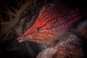 Longnose Hawkfish Care Guide: Tank Setup, Diet & Behavior