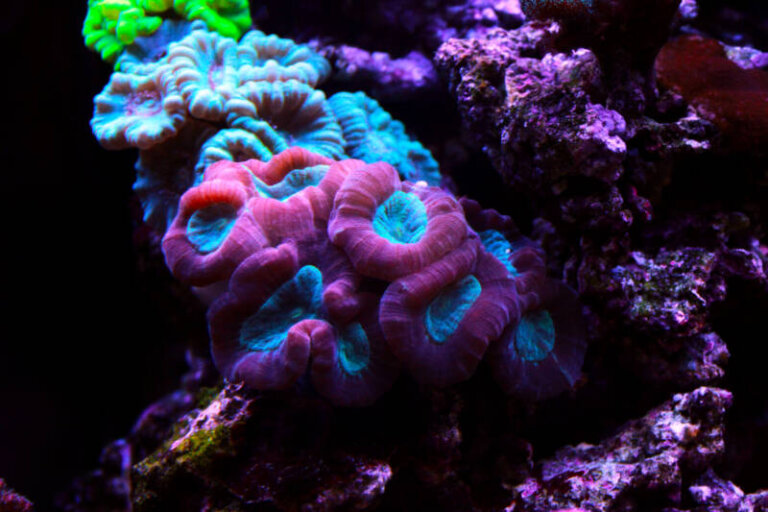 Candy Cane Coral Care Guide: Tank Setup, Feeding, and Tips