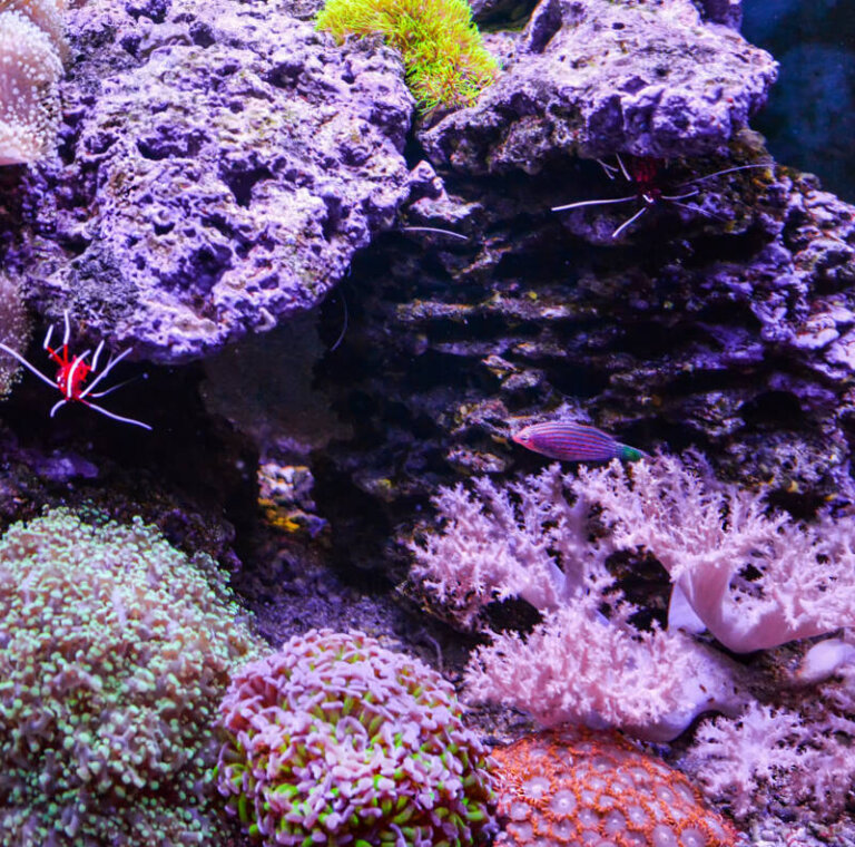 Six Line Wrasse Care Guide: Tank Setup, Diet & Behavior