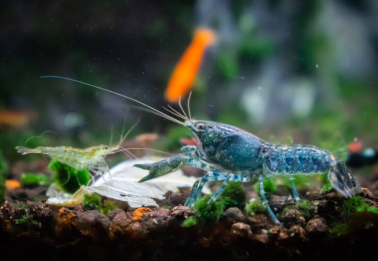 Dwarf Crayfish Care Guide: Tank Setup, Diet, and Breeding Tips