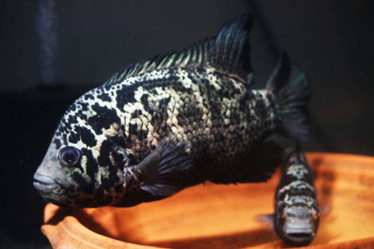 42+ Most Unique & Beautiful Types of Cichlids for Every Aquarist