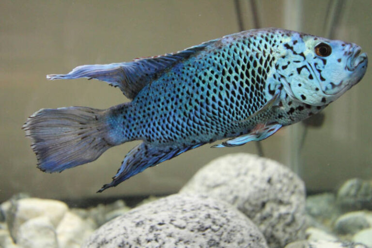 42+ Most Unique & Beautiful Types of Cichlids for Every Aquarist