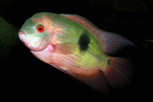 Cichlid Care Guide: Tank Setup, Breeding & Species Tips
