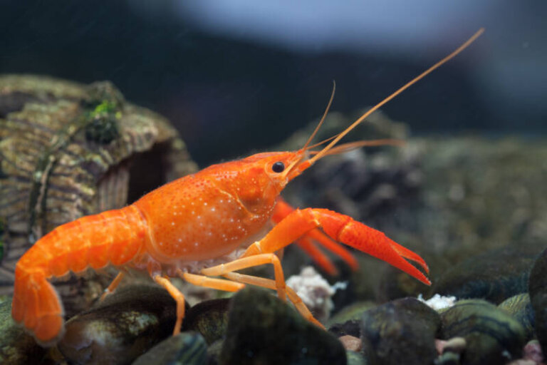 Dwarf Crayfish Care Guide: Tank Setup, Diet, and Breeding Tips