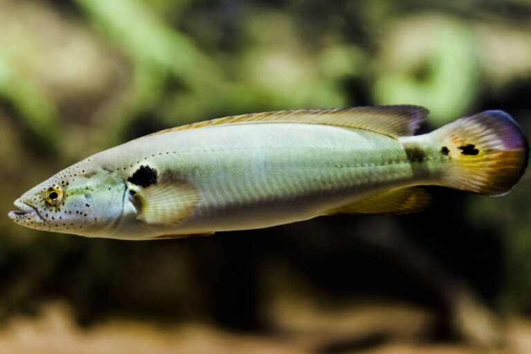 Cichlid Care Guide: Tank Setup, Breeding & Species Tips