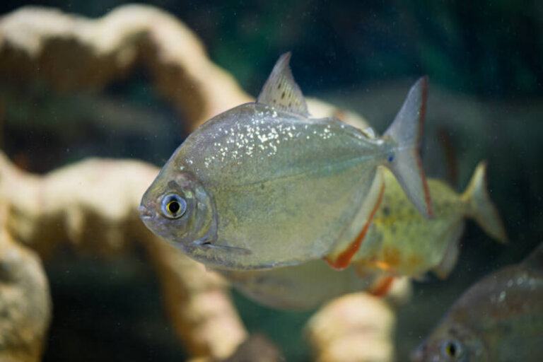 Best Tiger Barb Tank Mates: 21 Peaceful & Semi-Aggressive Picks