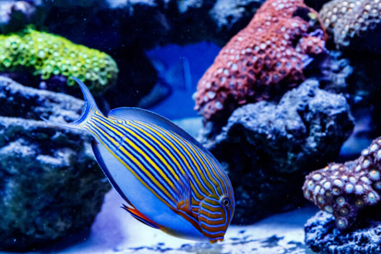 Clown Tang Care Guide: Tank Setup, Diet & Compatibility Tips