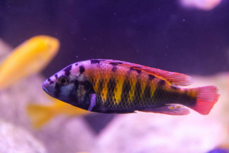 African Cichlids Guide: Types, Care Tips, and Tank Setup Advice