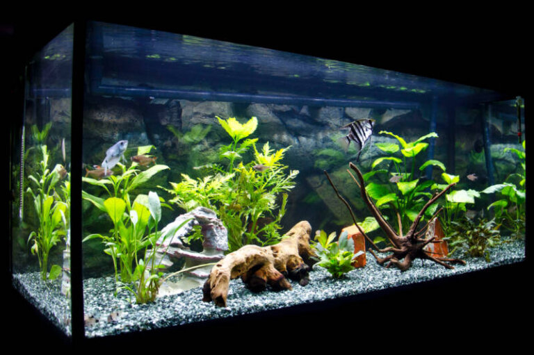 Floor Support Aquarium : How to Safely Set Up a Heavy Tank