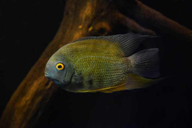 Blackwater Aquariums: How to Setup a Biotope Tank