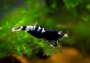 Freshwater Shrimp Care: Top Species for Aquariums