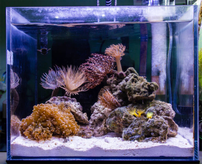 Rocks For Aquariums: Best Types for Tank Decoration