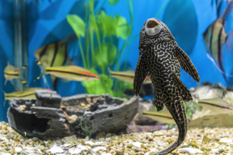 Aquarium Catfish: Complete Guide (Popular Types & Care)