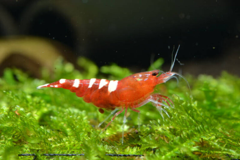Freshwater Shrimp Care: Top Species for Aquariums
