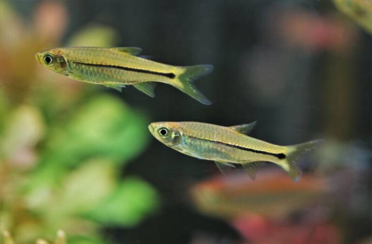Types of Rasboras: Top Picks for Your Aquarium