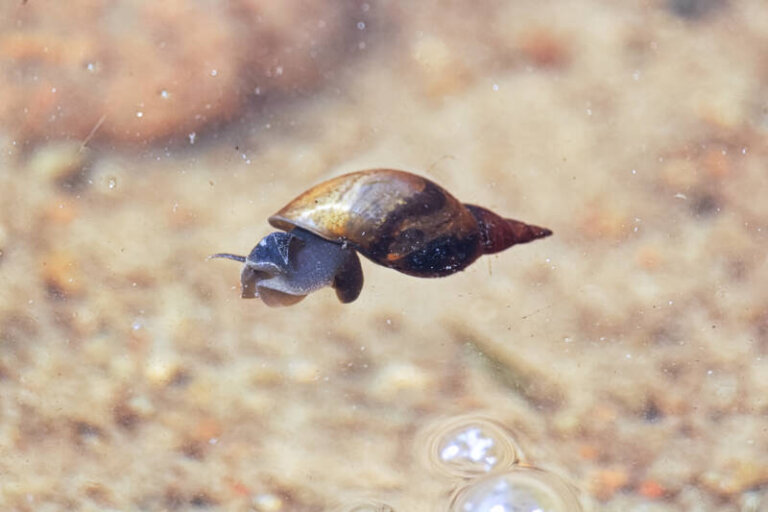 Is Your Aquarium Snail Dead or Just Sleeping? Find Out