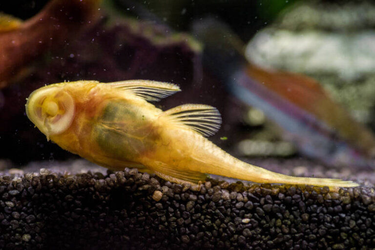 28 Bottom Feeder Fish for Freshwater Aquariums
