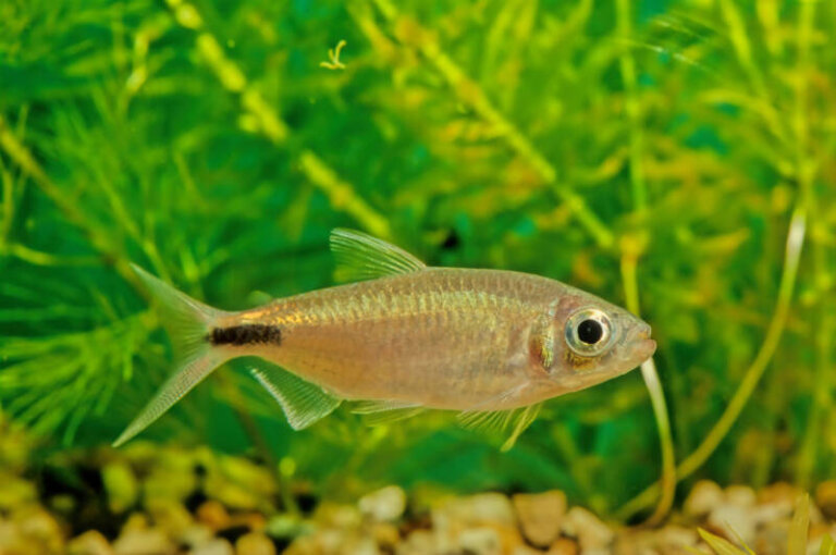 39 Types of Tetra Fish: Care, Tank Setup & Compatibility Tips