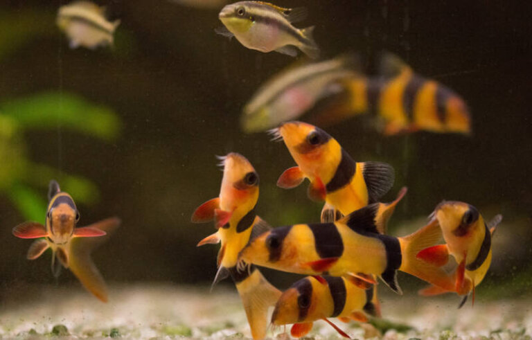 Best Schooling Fish for Your Aquarium | Top Picks & Care Tips