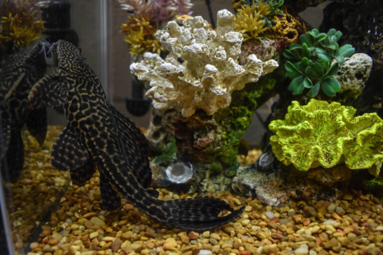 Top Algae Eaters Fish & Cleanup Crew for Freshwater Aquariums
