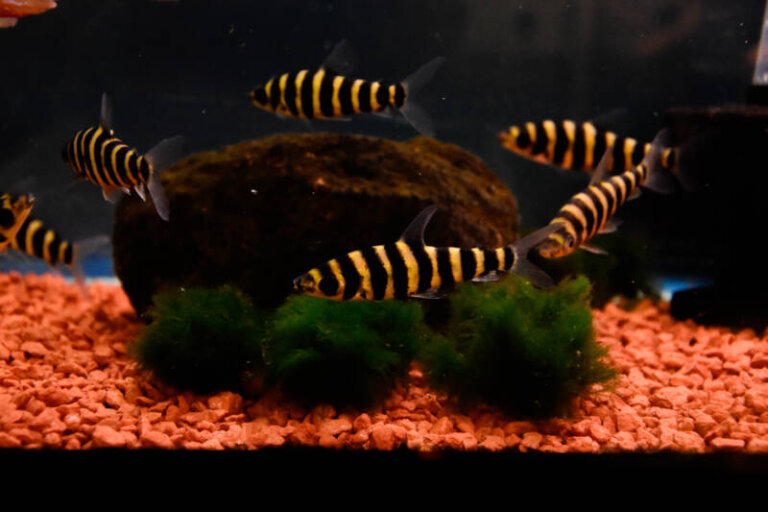 Marimo Moss Balls: Full Care Guide (Tank Mates & Setup)