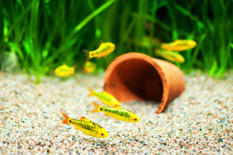 Top 25 Colorful Freshwater Fish for Stunning Aquariums