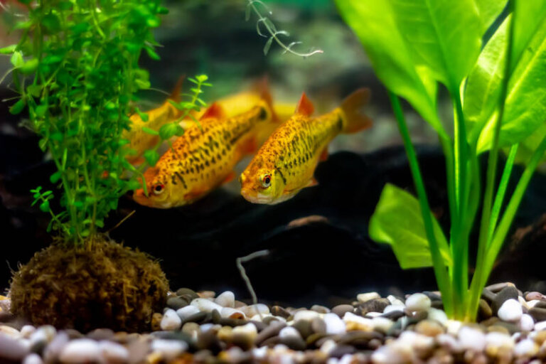 Top 25 Colorful Freshwater Fish for Stunning Aquariums