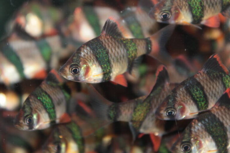 Tiger Barb Care: Tank Setup, Feeding & Breeding Tips