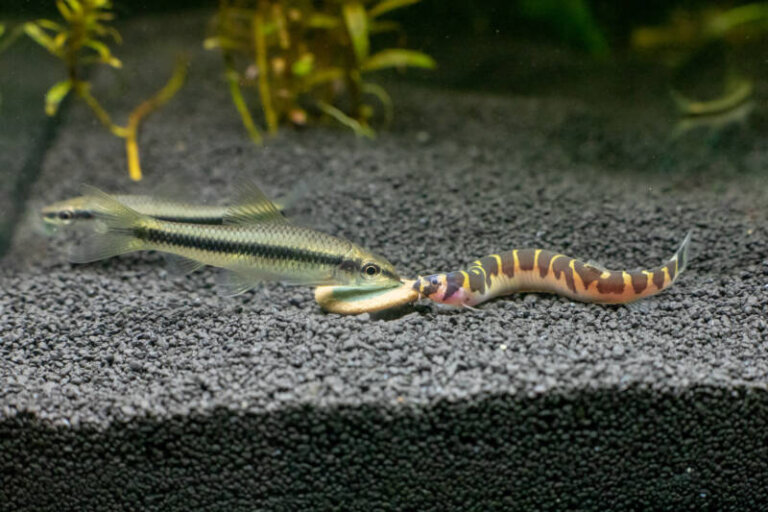 28 Bottom Feeder Fish for Freshwater Aquariums