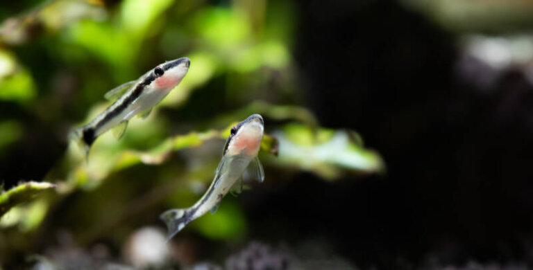 Best Schooling Fish for Your Aquarium | Top Picks & Care Tips