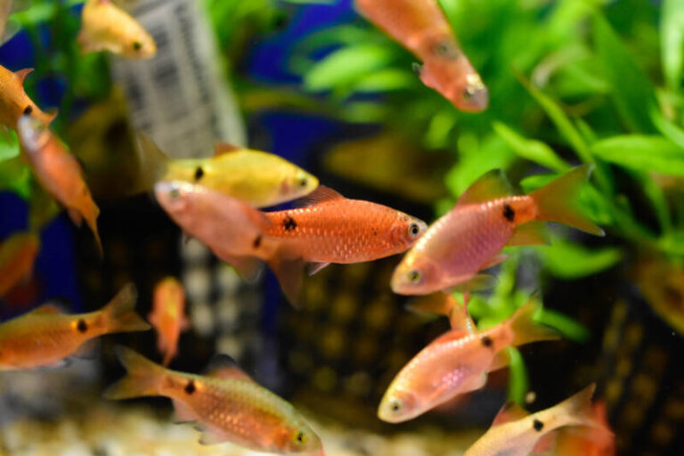 Rosy Barb Care: Vibrant & Hardy Aquarium Fish