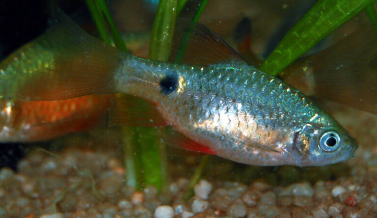 Rosy Barb Care: Vibrant & Hardy Aquarium Fish