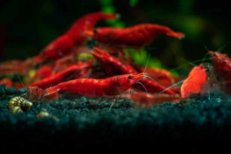 Freshwater Shrimp Care: Top Species for Aquariums