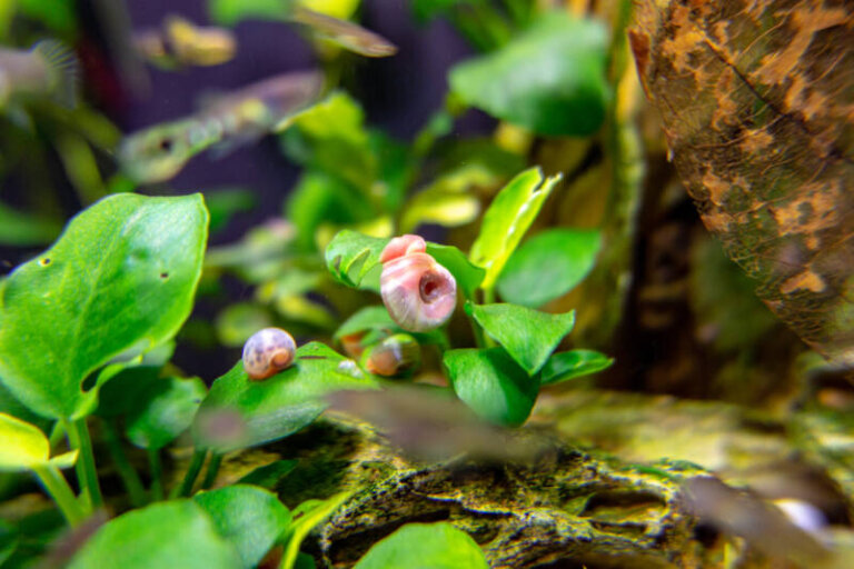 Best Snails for Betta Fish Tanks: Care & Compatibility