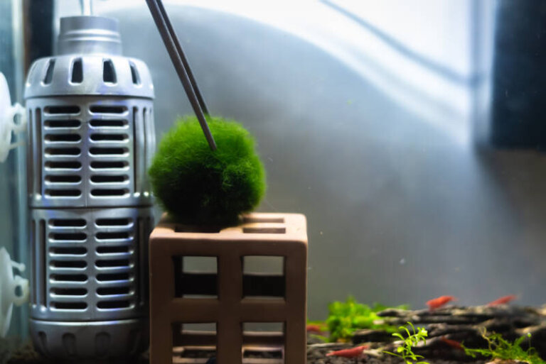 Marimo Moss Balls: Full Care Guide (Tank Mates & Setup)